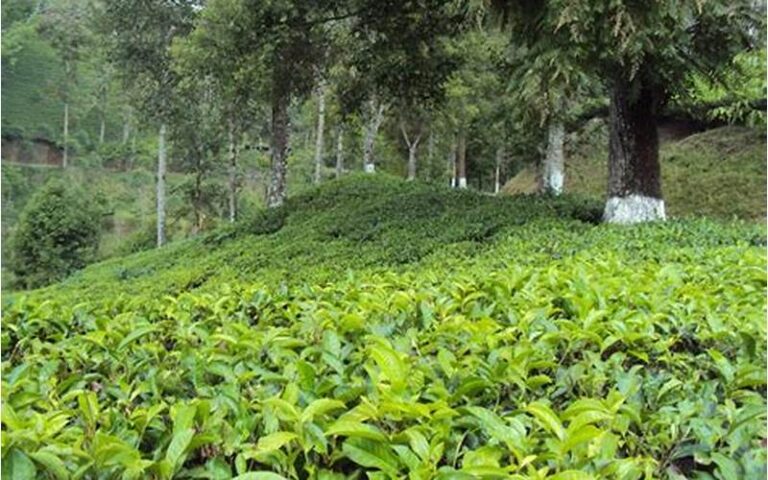 Tempat Wisata Di Soreang: Menikmati Keindahan Alam Dan Budaya - Trend ...